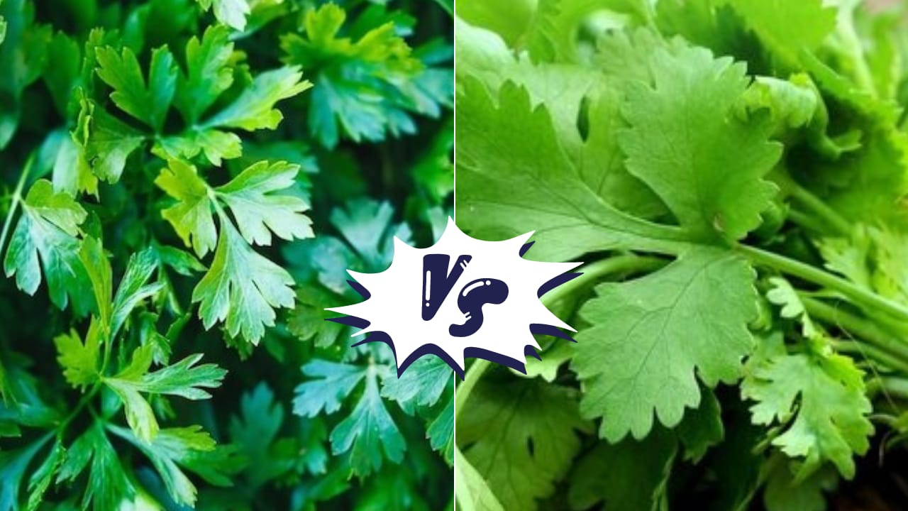Qual seu tempero favorito? Entenda as diferenças entre salsa e coentro ...