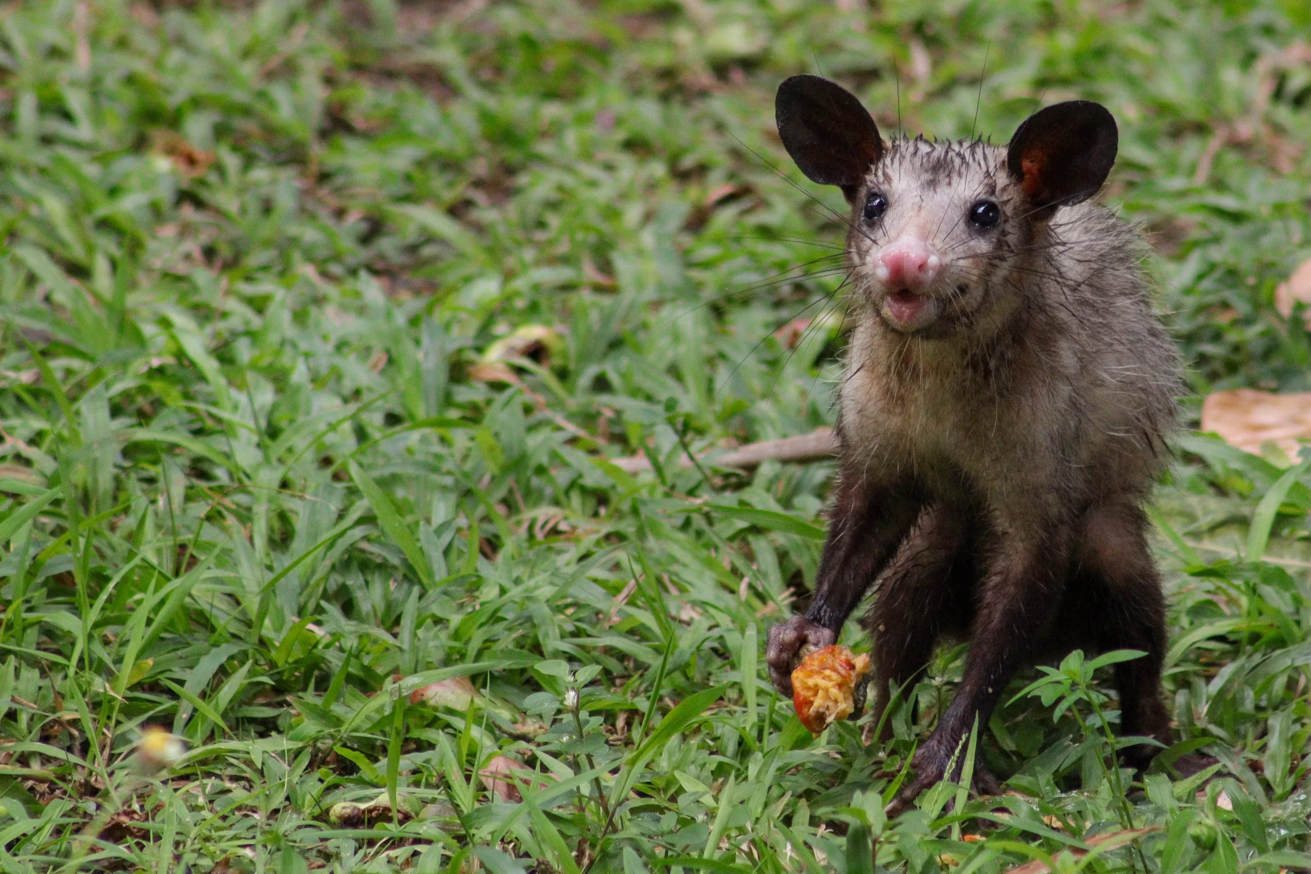 Entenda a importância da mucura para o equilíbrio ecológico - Folha BV
