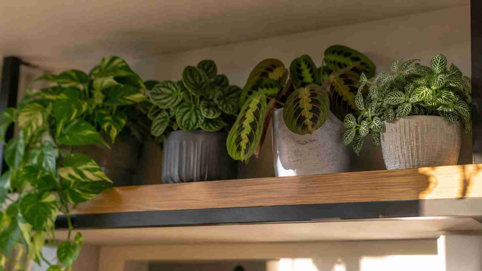 8 plantas de sombra com raízes curtas para prateleiras altas que cabem ...