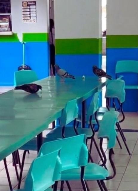 Alunos denunciam infestação de pombos e falta de higiene em escola ...
